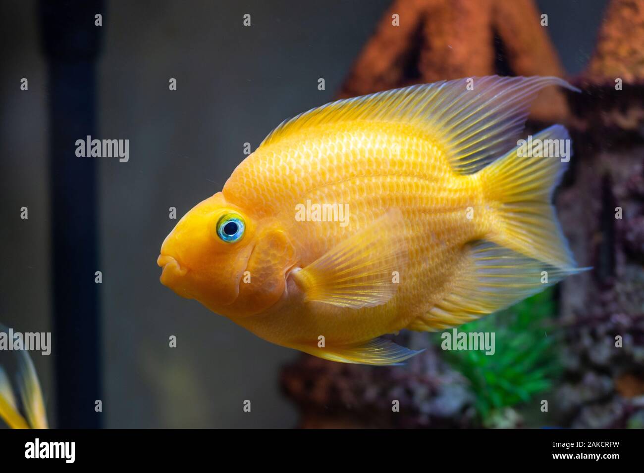 Red Parrot Cichlid Aquarium Fish at Freshwater Aquarium, close-up Stock ...