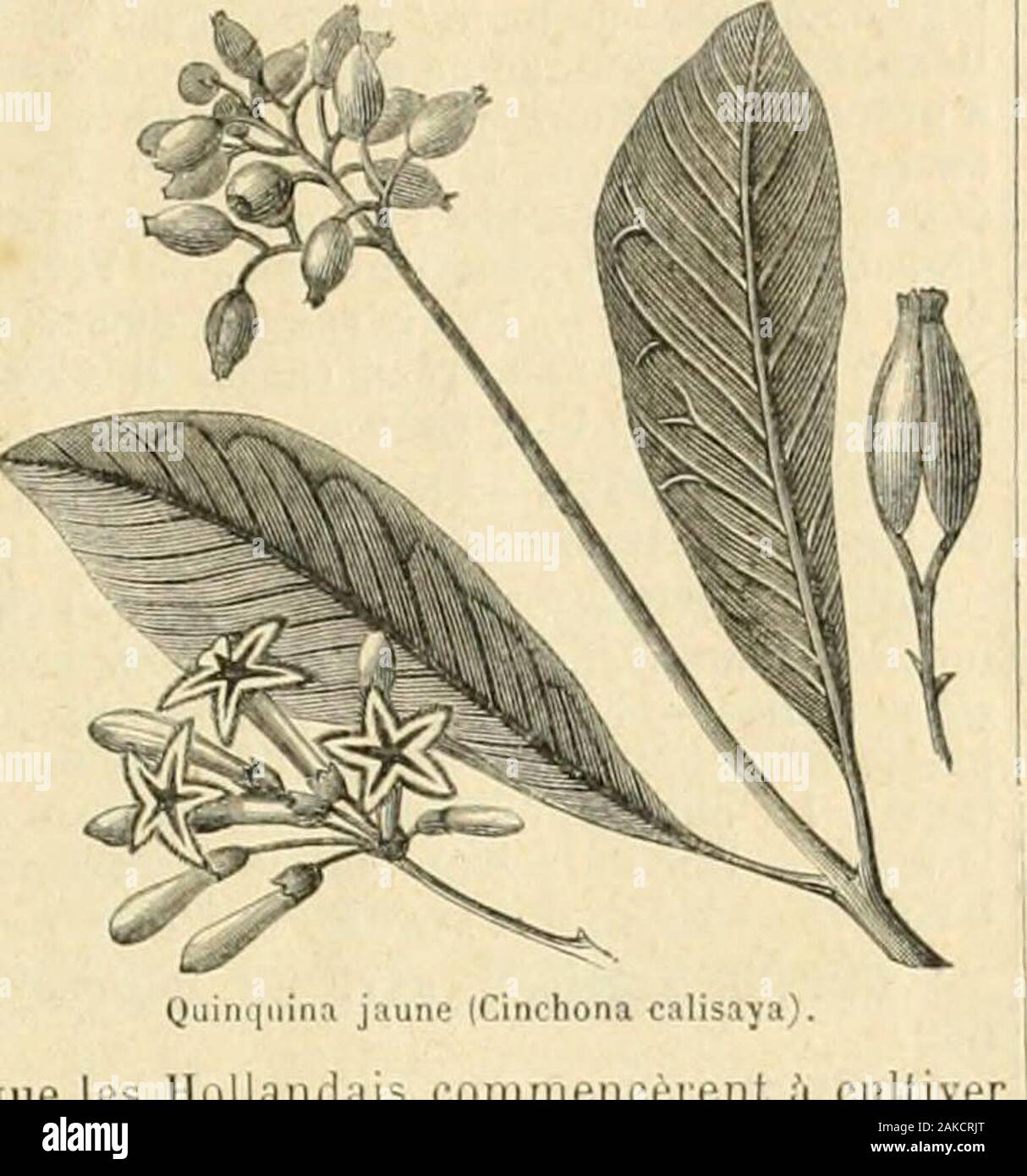 Arbre de quinquina hi-res stock photography and images - Alamy