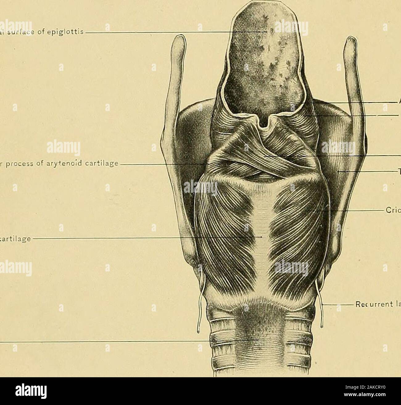 Surgical anatomy : a treatise on human anatomy in its application to ...