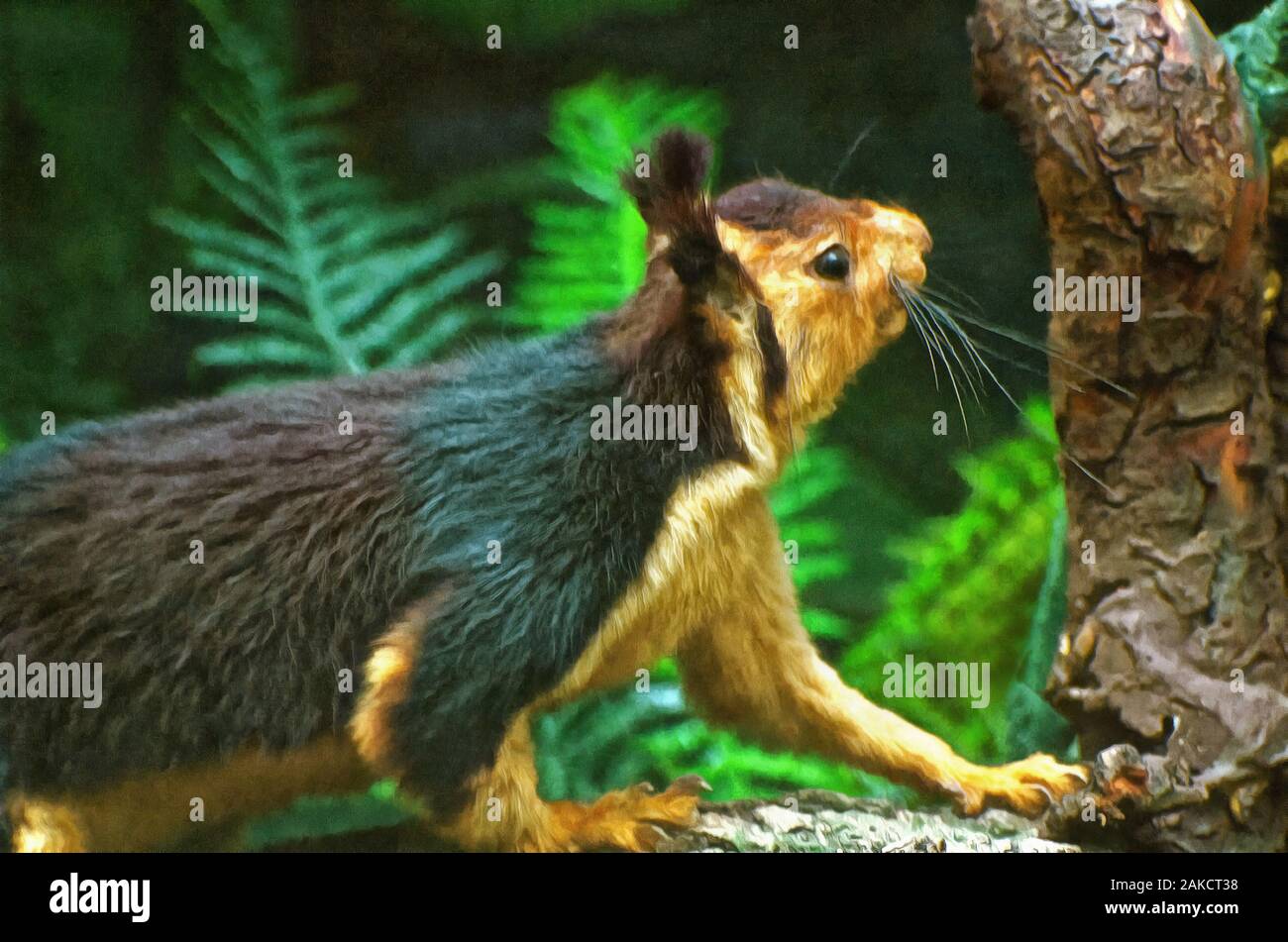 Indian ratufa images hi-res stock photography and images - Alamy