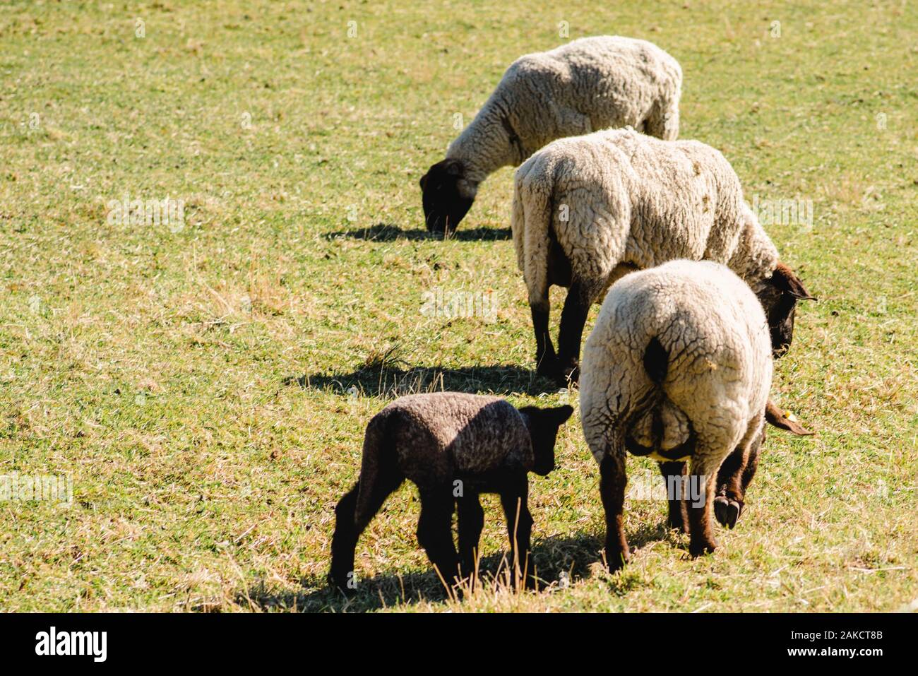 Young animals nibble hi-res stock photography and images - Alamy
