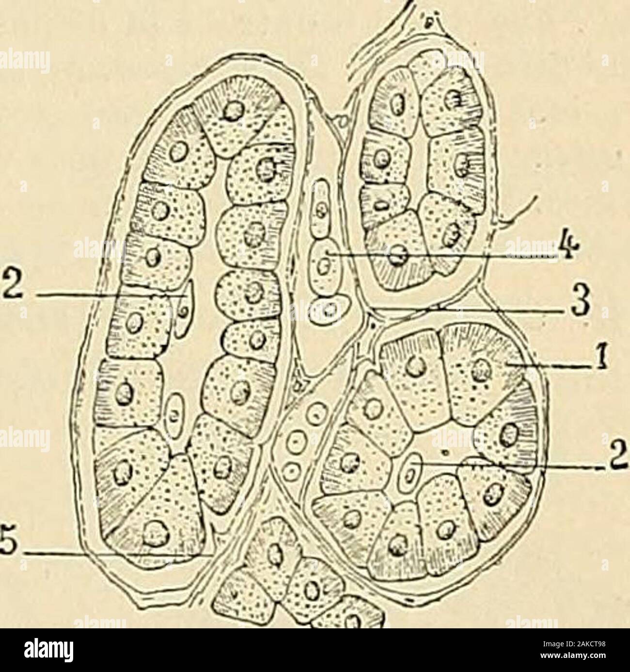 Anatomie de la rate hi-res stock photography and images - Alamy
