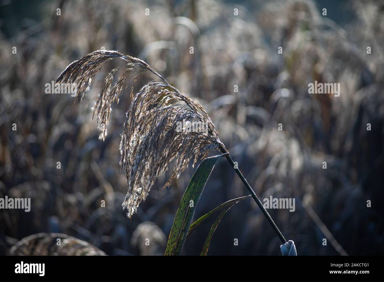 Phragmites australis seed head in backlight Stock Photo - Alamy