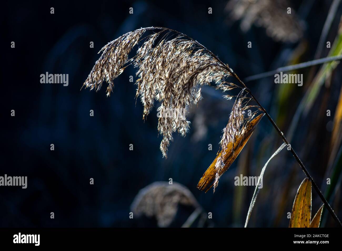 Phragmites australis seed head in backlight Stock Photo - Alamy