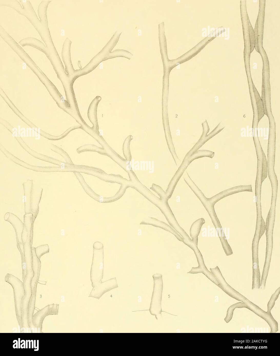 Basal branching hi-res stock photography and images - Alamy