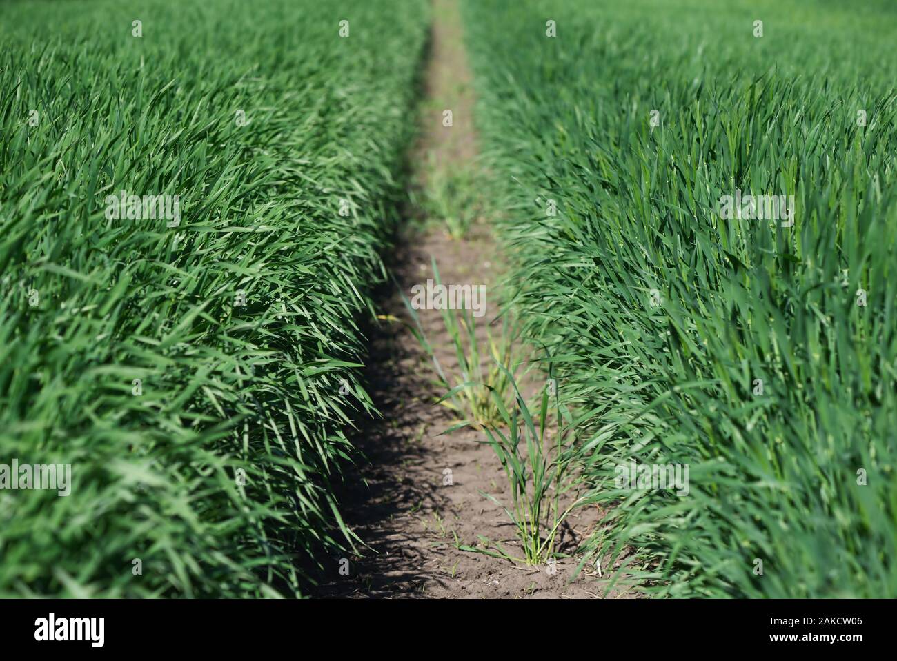 Green wheat plant hi-res stock photography and images - Alamy