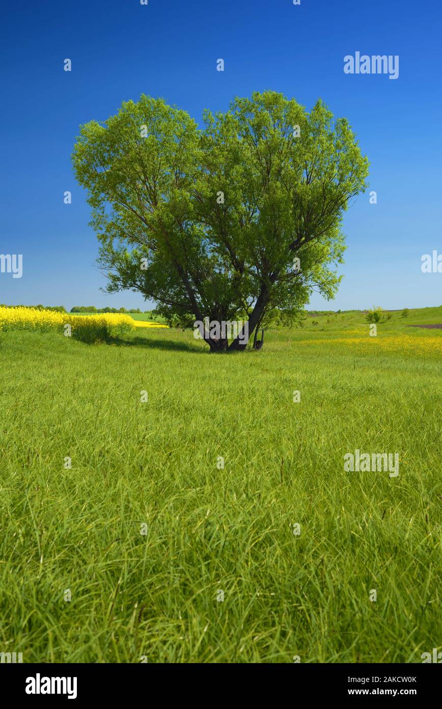 Willow tree in the shape of a heart. Amazing nature. Sunny day. Ukraine ...