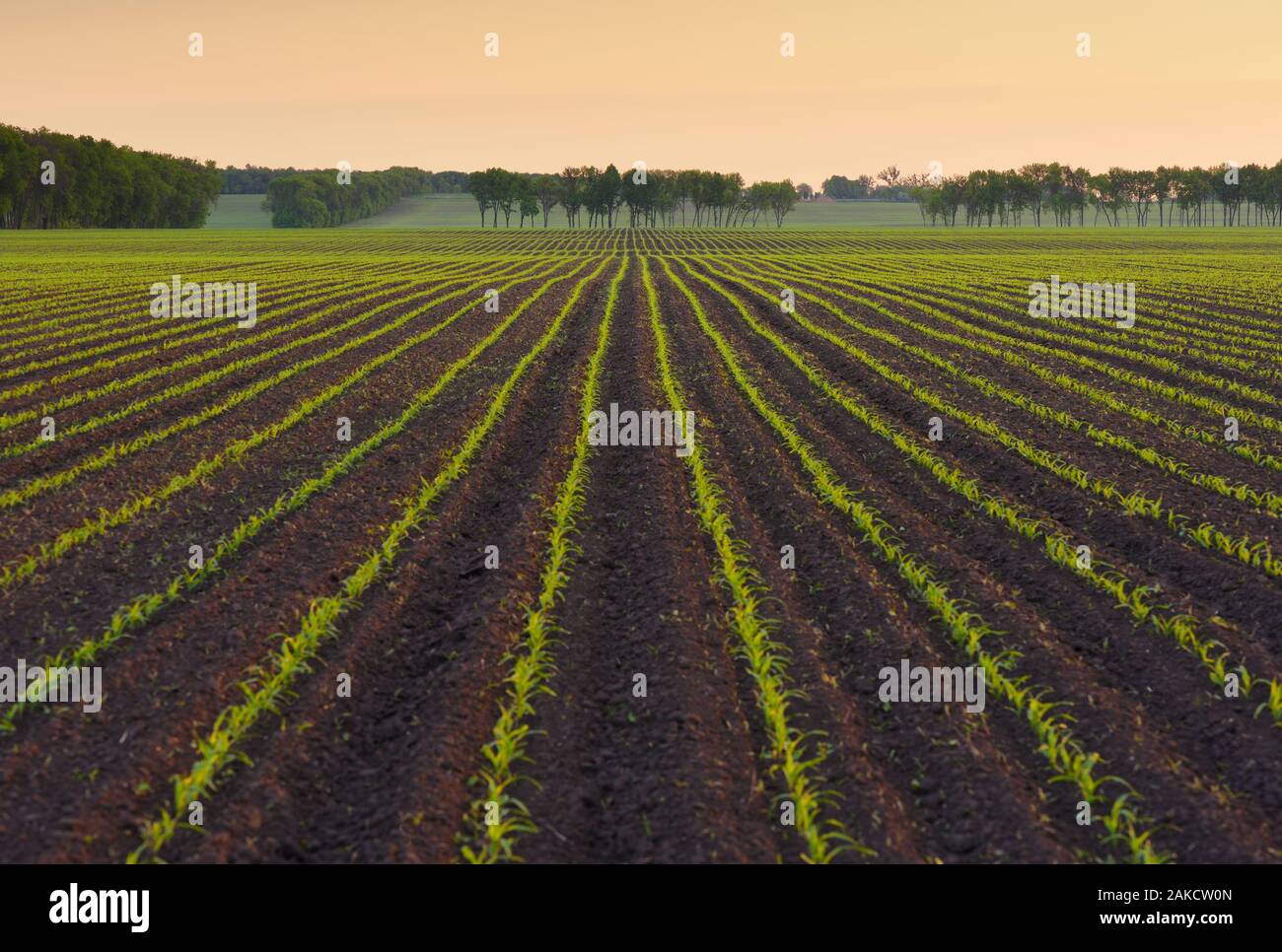 Field with rows of young corn. Morning landscape before sunrise ...