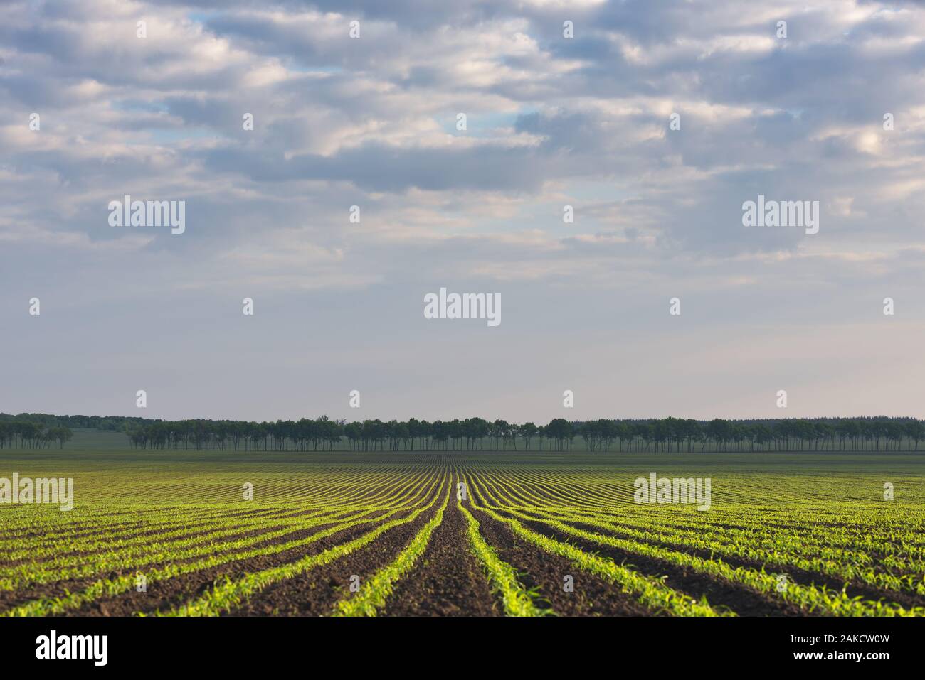 Farm crops field rows clouds hi-res stock photography and images - Alamy