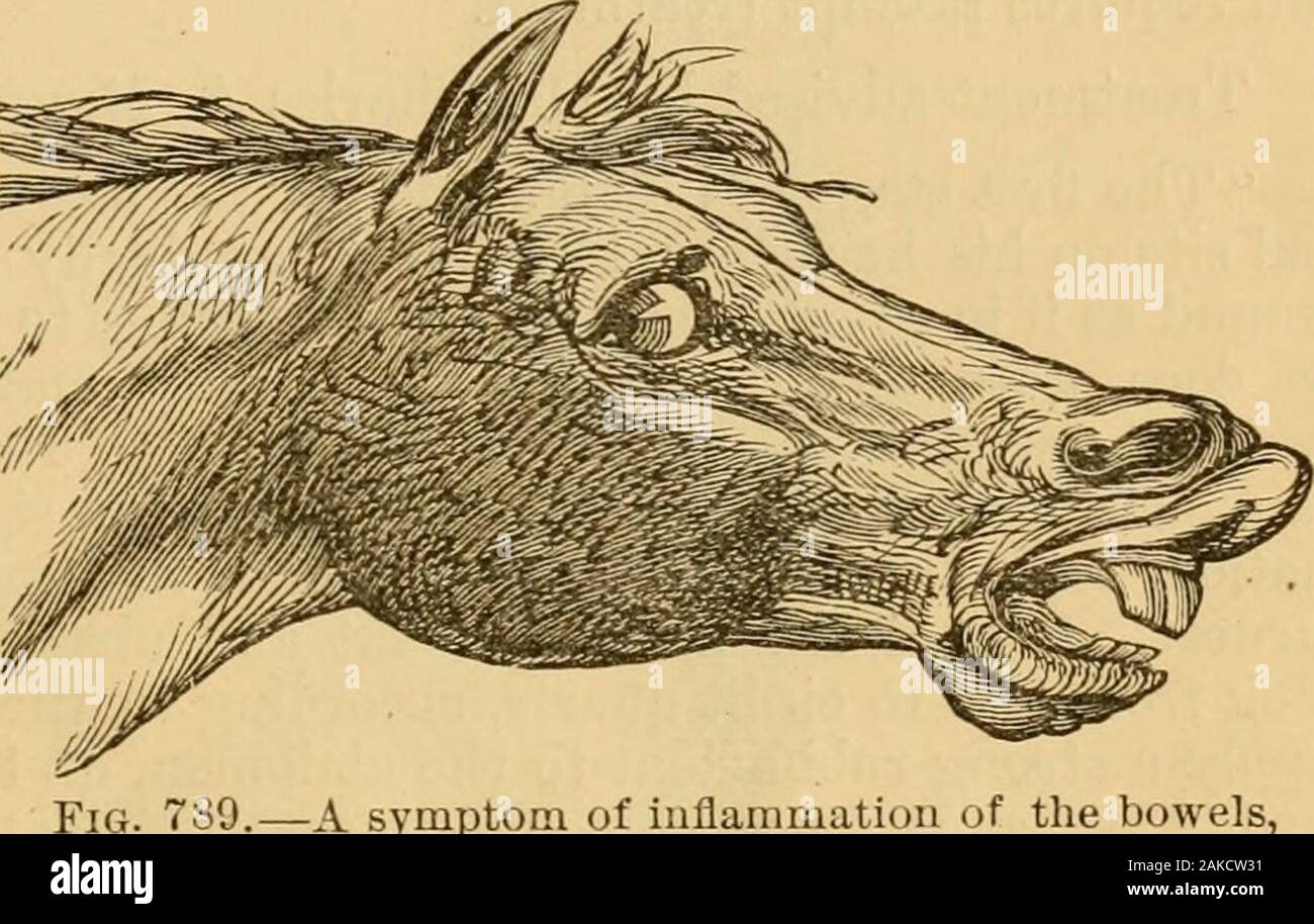 Bleed a horse hi-res stock photography and images - Alamy