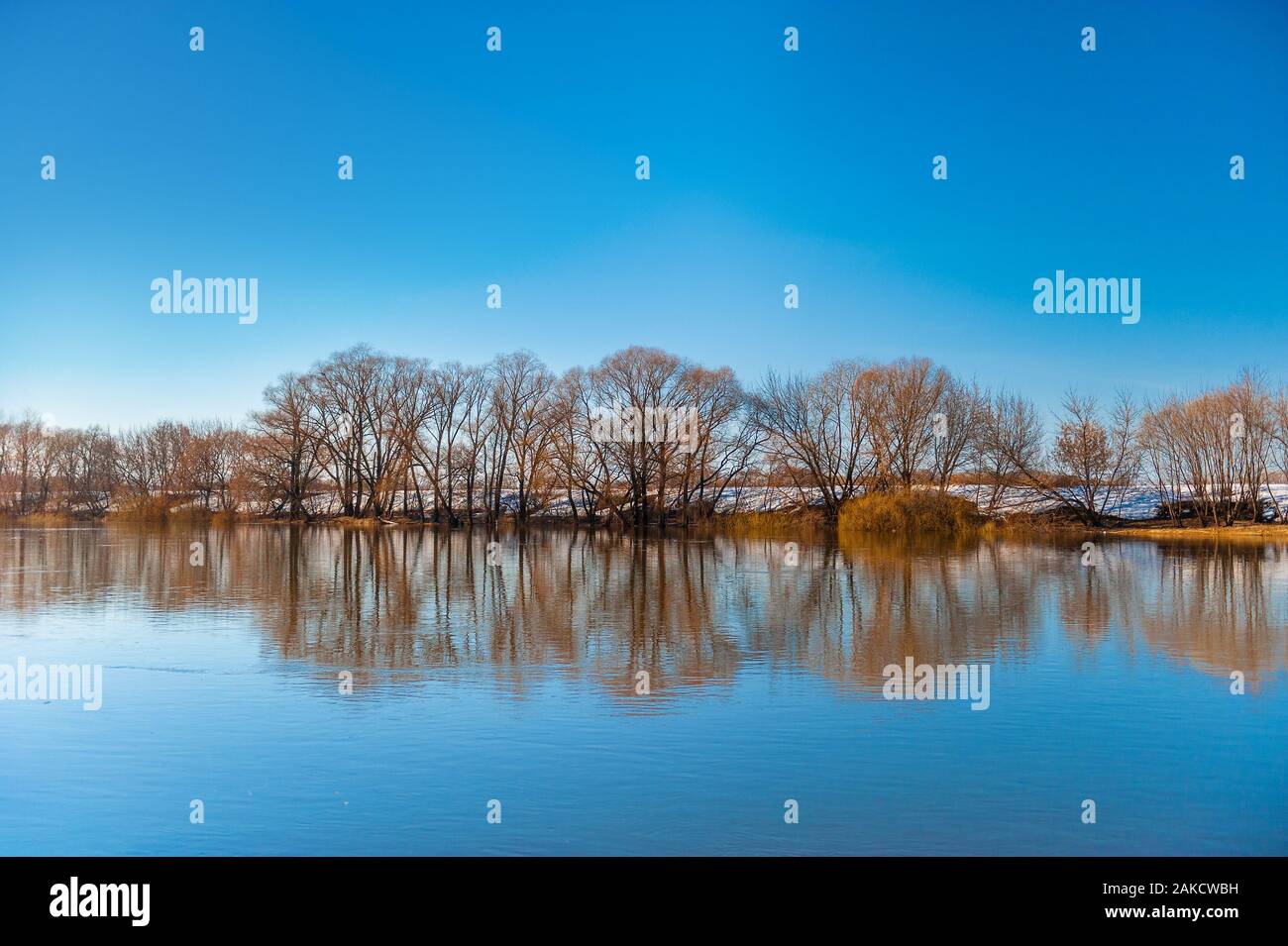 Spring natural landscape with trees standing in the water during the ...