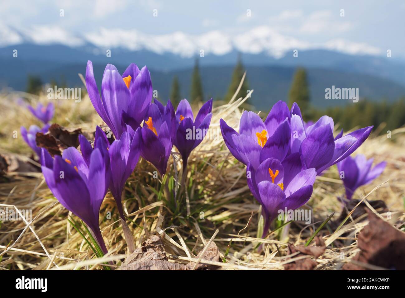 Blooming crocuses in the mountains. Spring landscape with flowers ...
