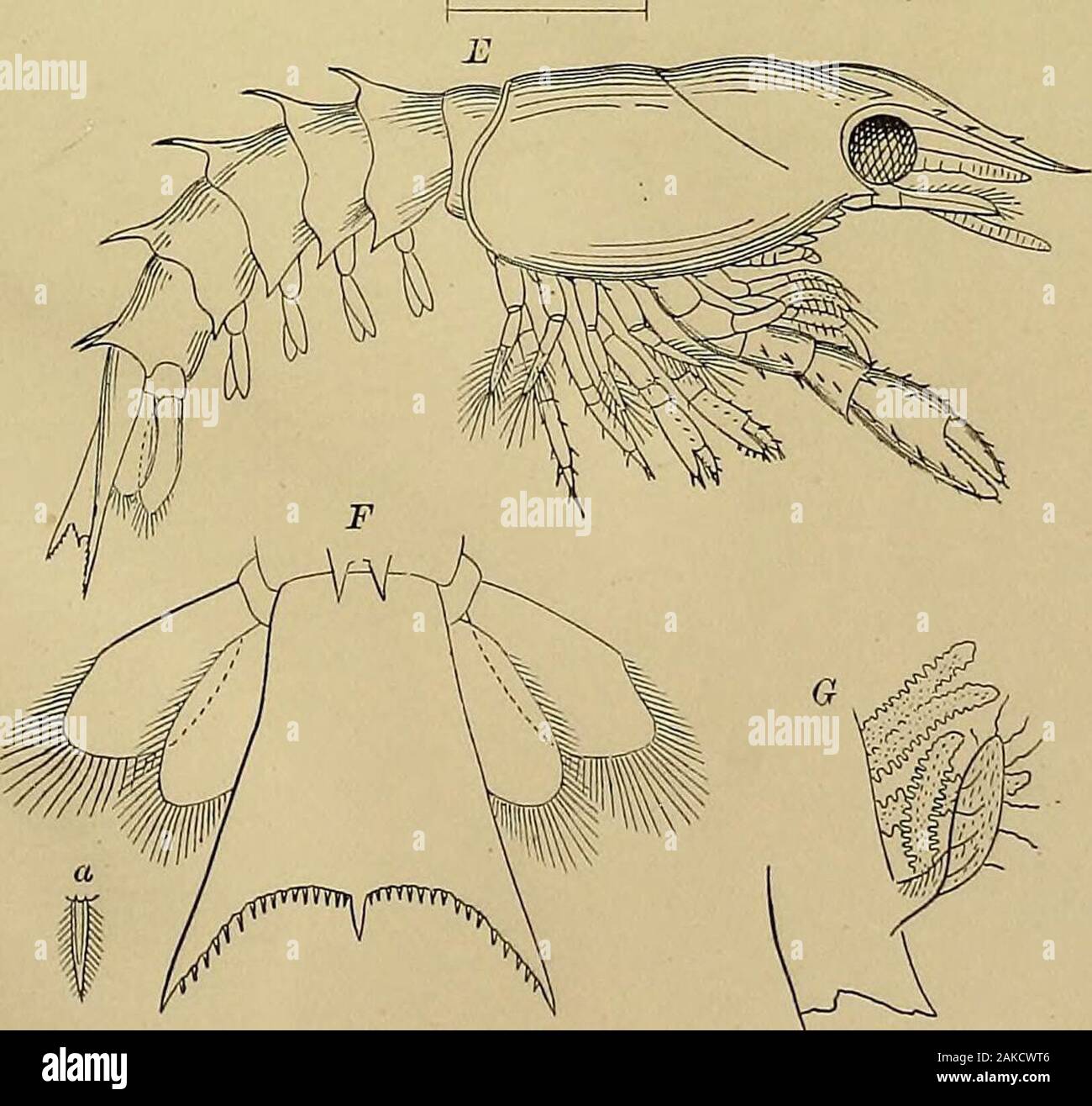 Report of the Commissioner - United States Commission of Fish and ...