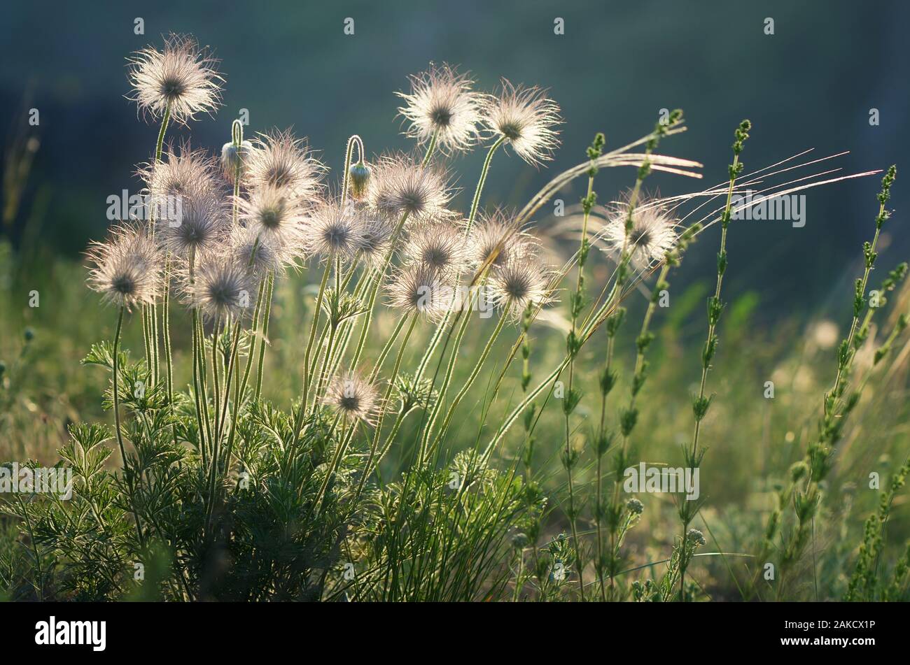 Withered flowers on a sunny meadow. Beautiful dandelion in the sunlight ...