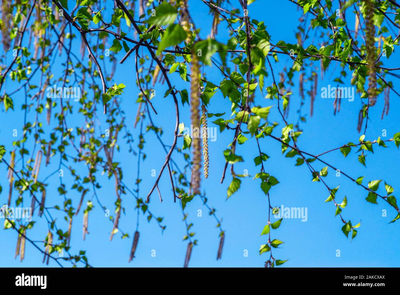 Spread buds on birch.Blossoming in spring time.Branch of birch in ...