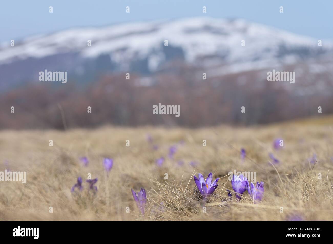 Sunny meadow with flowers of crocus. The first spring flowers in the ...