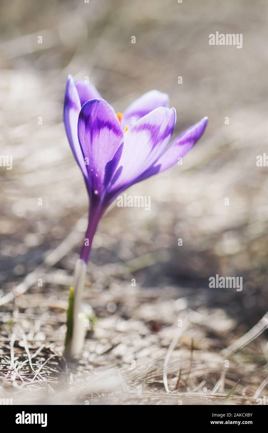 One crocus hi-res stock photography and images - Alamy