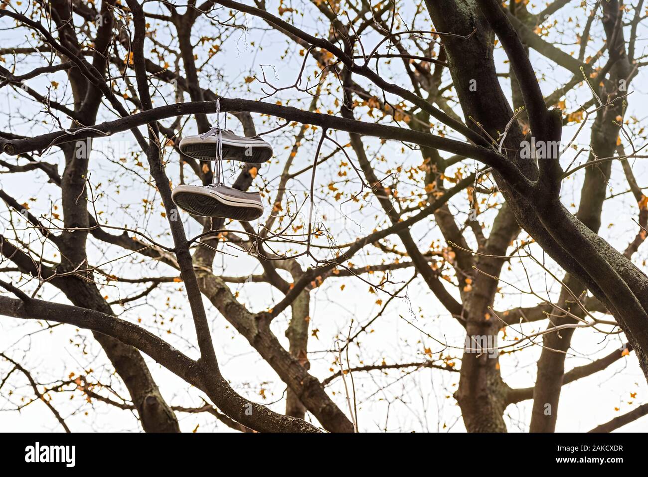 Shoes hanging from tree hi-res stock photography and images - Alamy