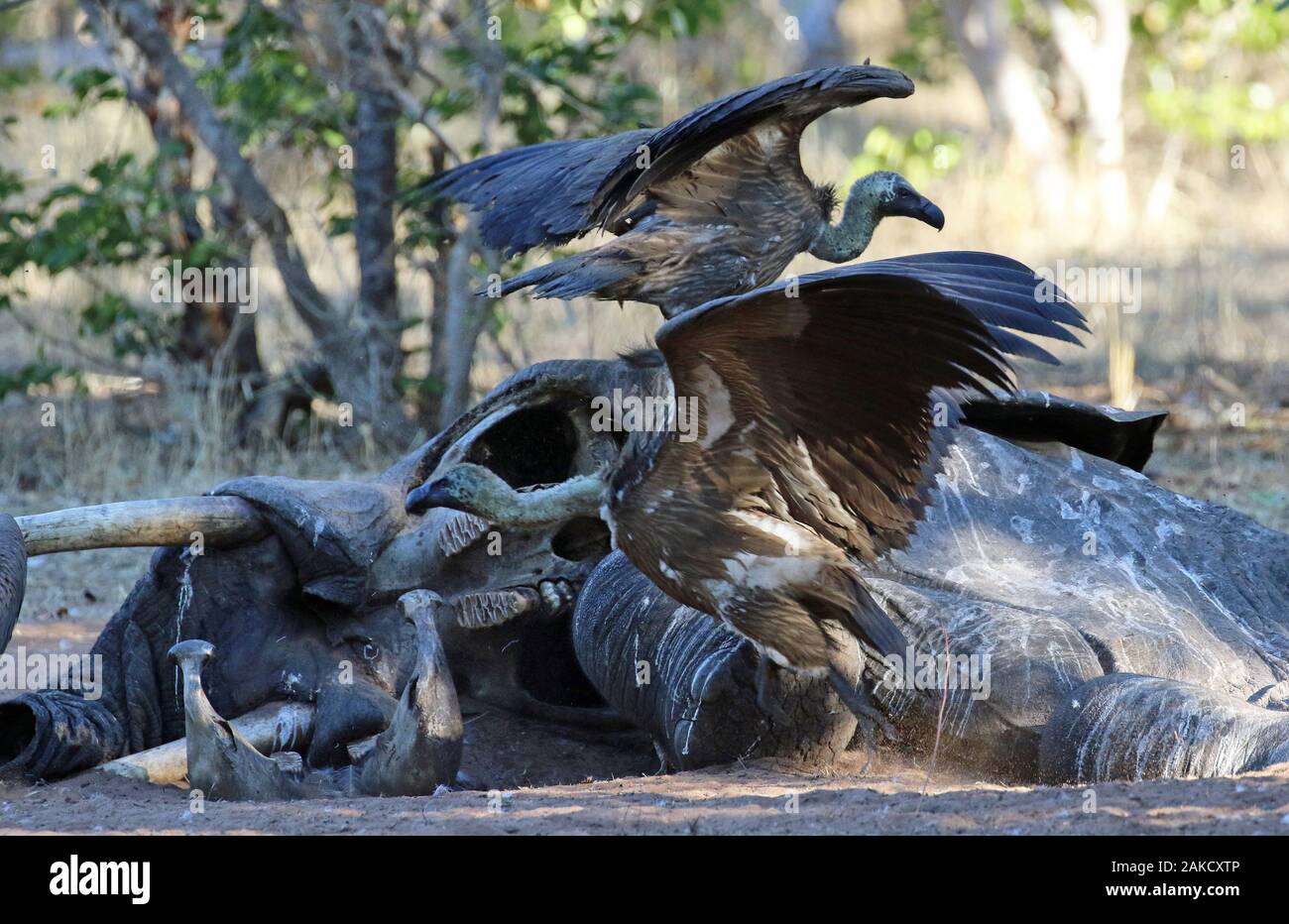 African Bush Elephant Images High Resolution Stock Photography and ...