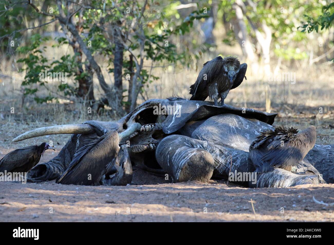 Chobe elephant carcass images Stock Photo - Alamy