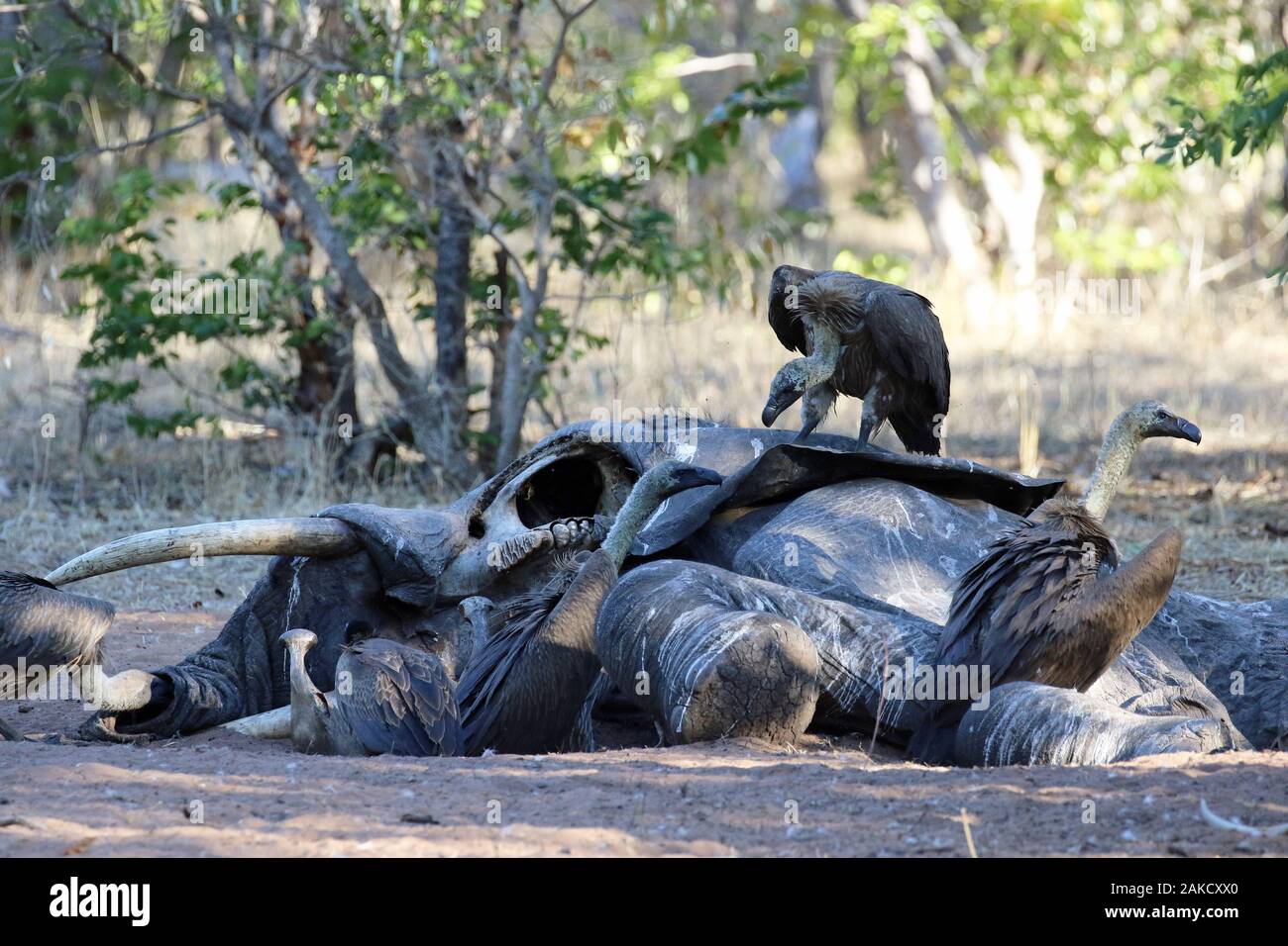 Chobe elephant carcass images Stock Photo - Alamy