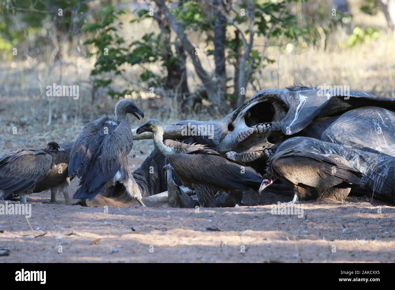 Chobe elephant carcass images Stock Photo - Alamy