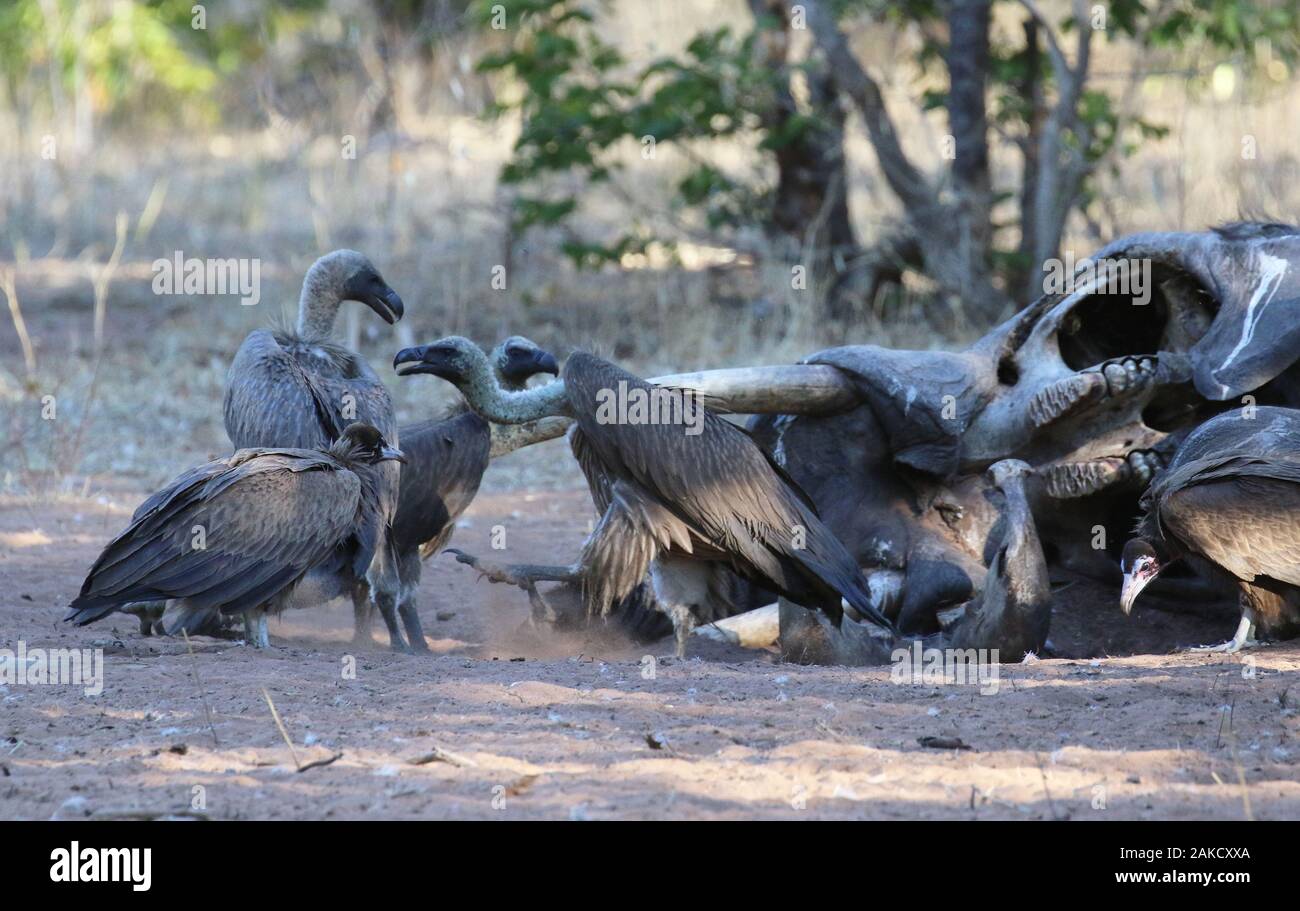 Chobe elephant carcass images Stock Photo - Alamy
