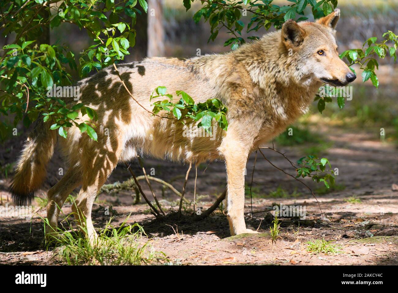 J f wolf hi-res stock photography and images - Alamy