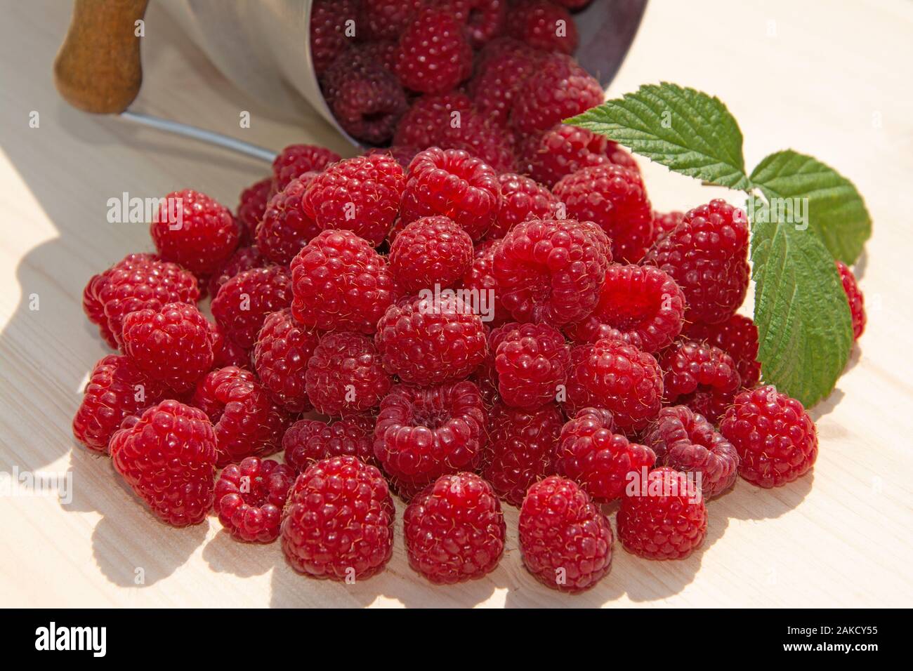 Freshly picked raspberries from the garden Stock Photo - Alamy