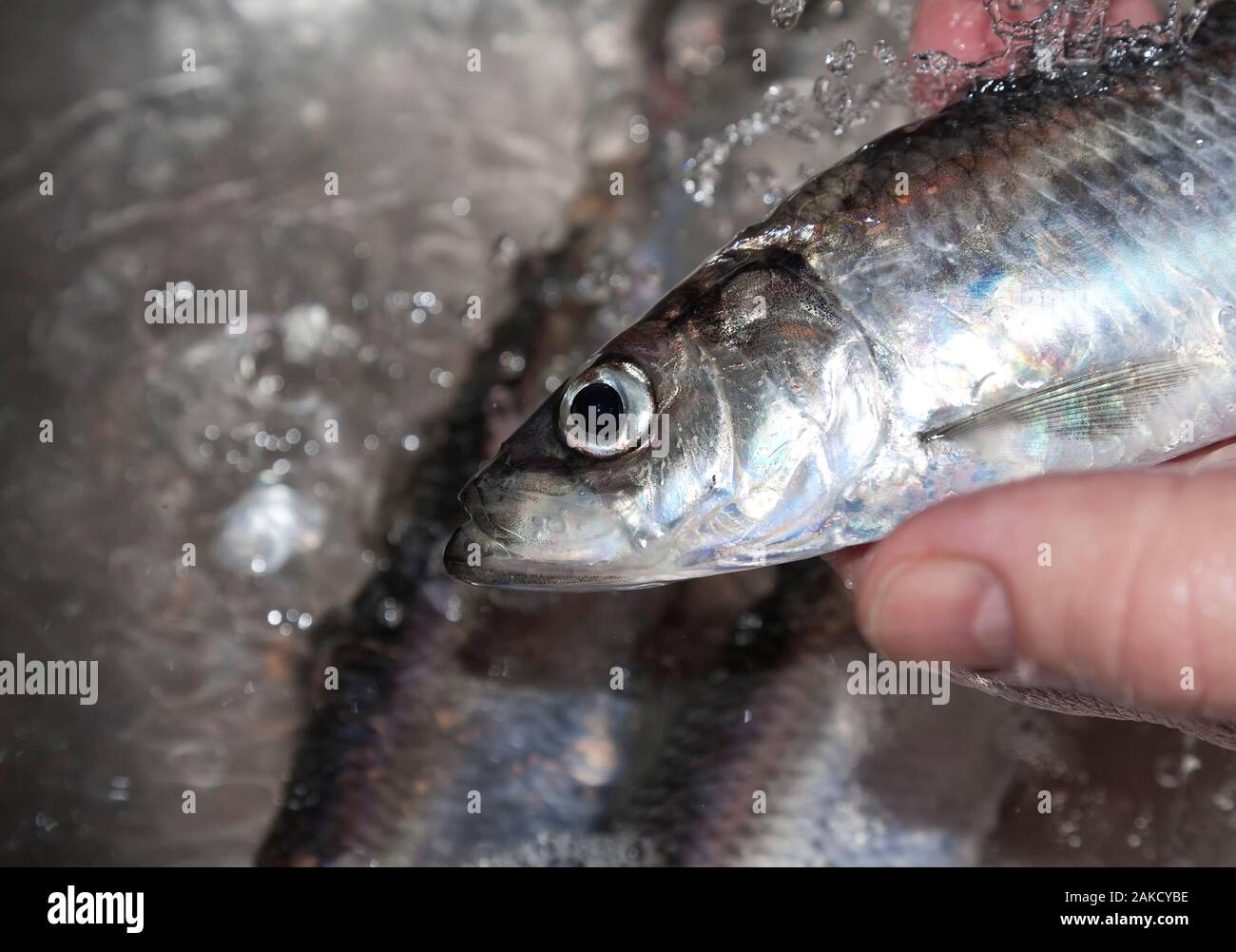 Atlantic Herring Clupea Harengus Stock Photos & Atlantic Herring Clupea ...