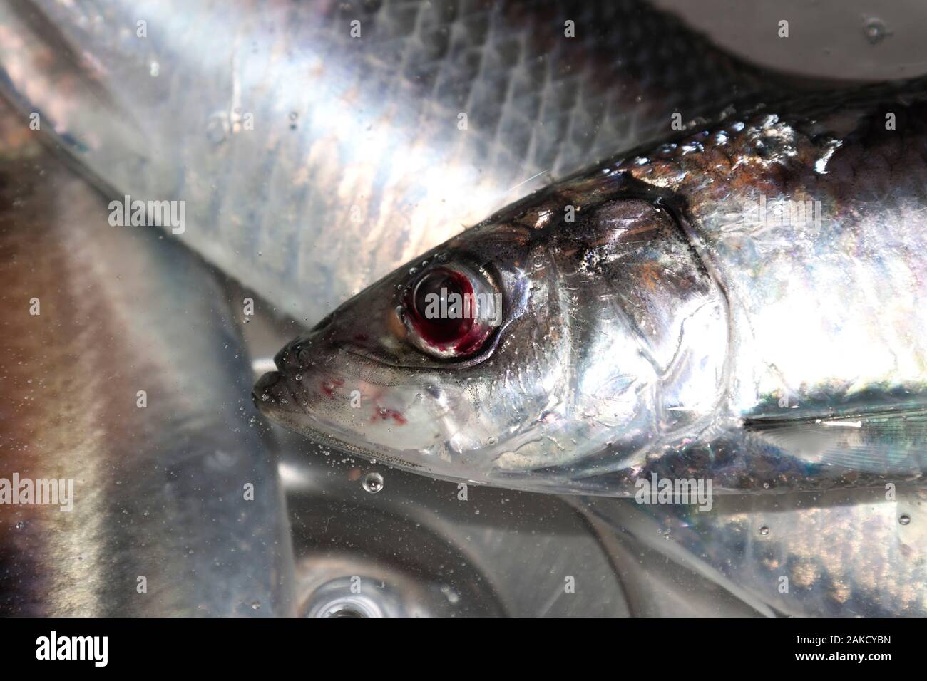 Atlantic Herring Clupea Harengus Stock Photos & Atlantic Herring Clupea ...
