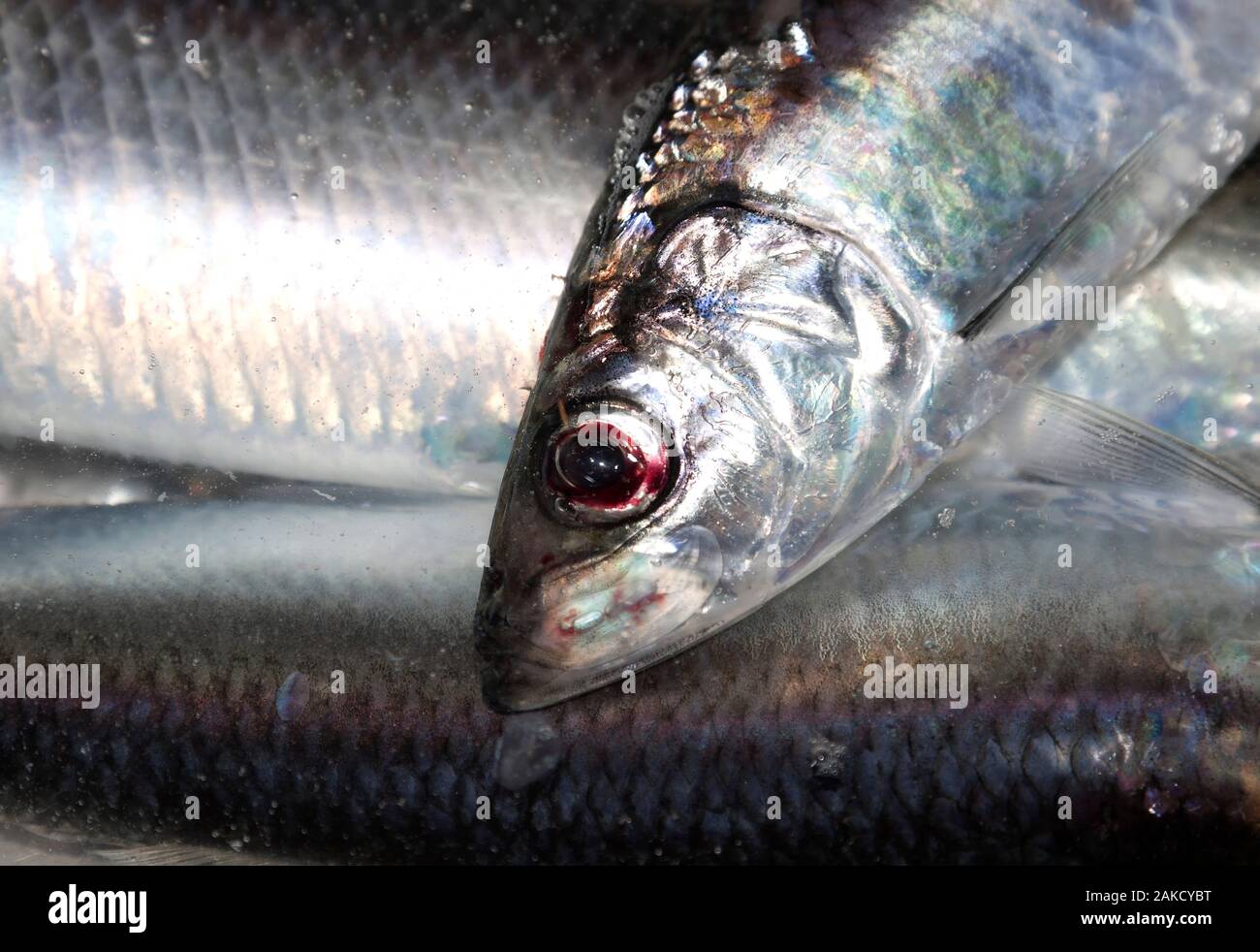 Shoal herring hi-res stock photography and images - Alamy