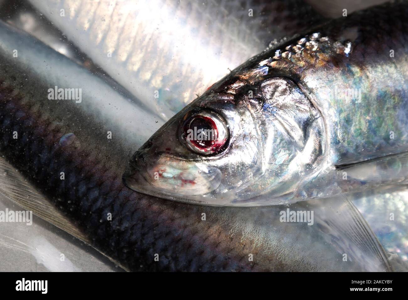 Clupea pallasii hi-res stock photography and images - Alamy