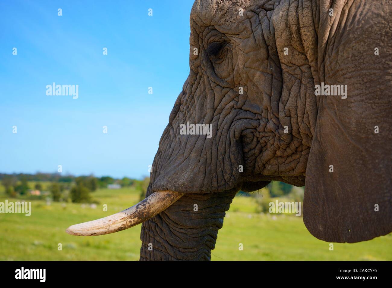 Straight tusked elephants hi-res stock photography and images - Alamy