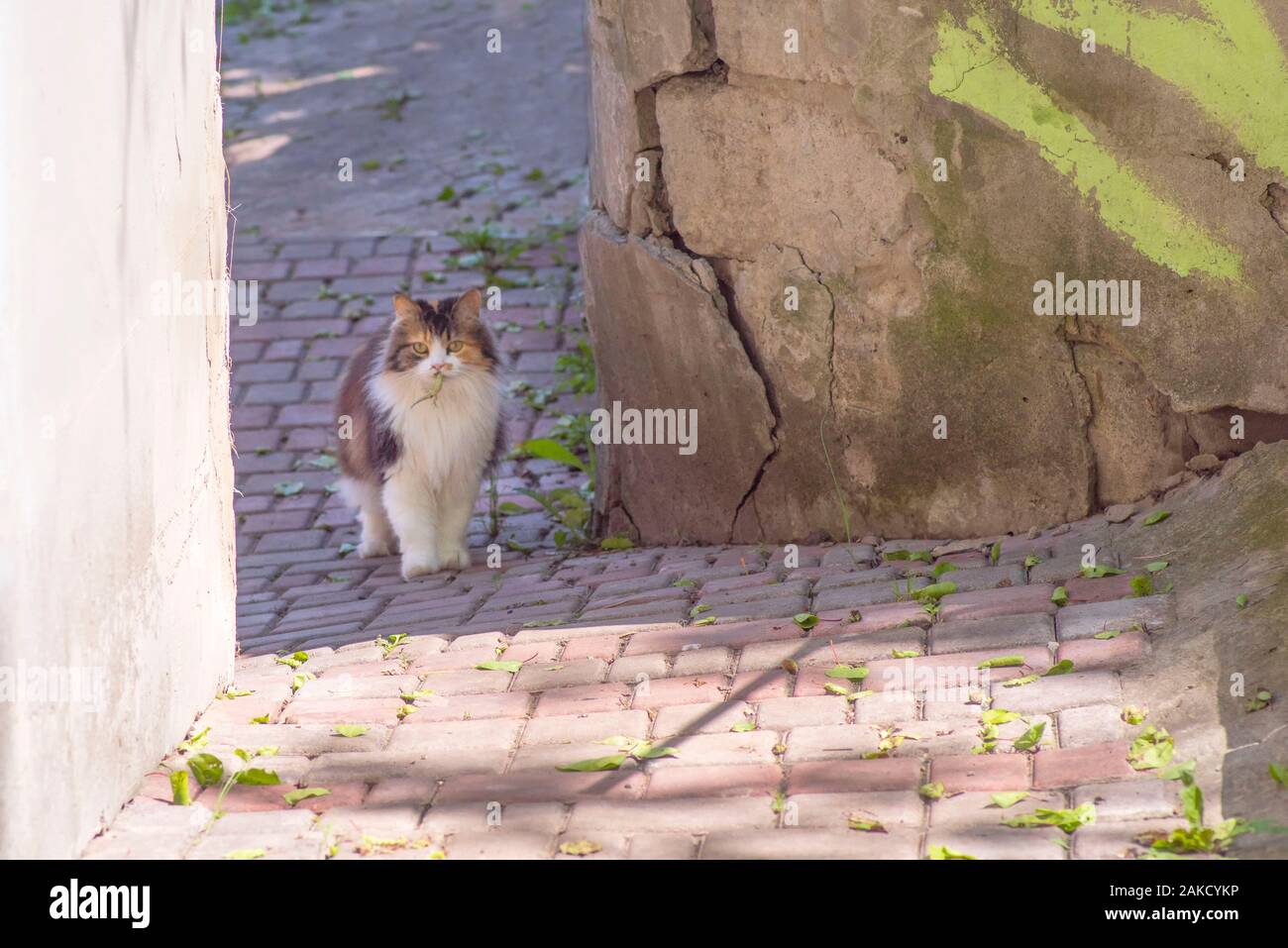 Chewing lizard hi-res stock photography and images - Alamy