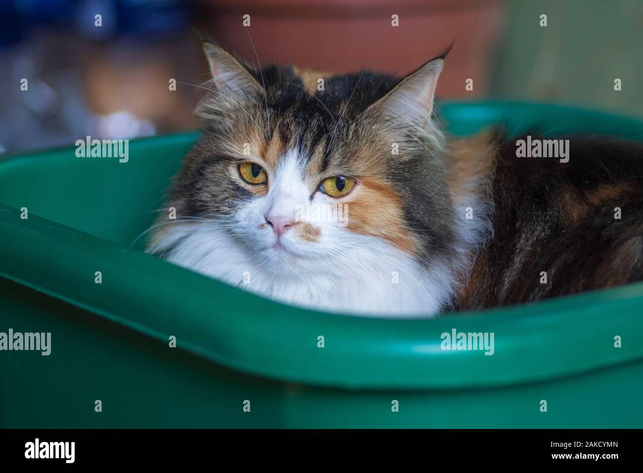 Cat sit in plastic basin.Closeup of a cat in a basin.Three colored cat ...