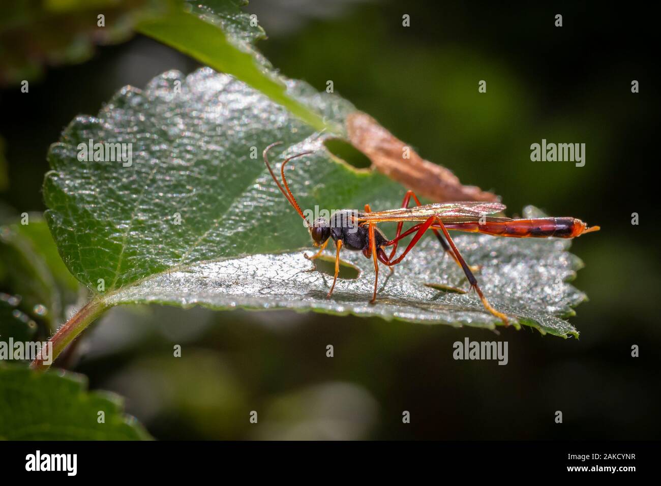 Red wasp hi-res stock photography and images - Alamy
