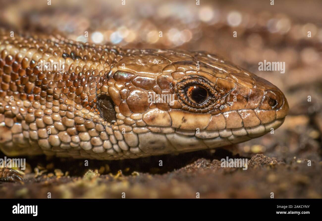 Viviparous snake hi-res stock photography and images - Alamy