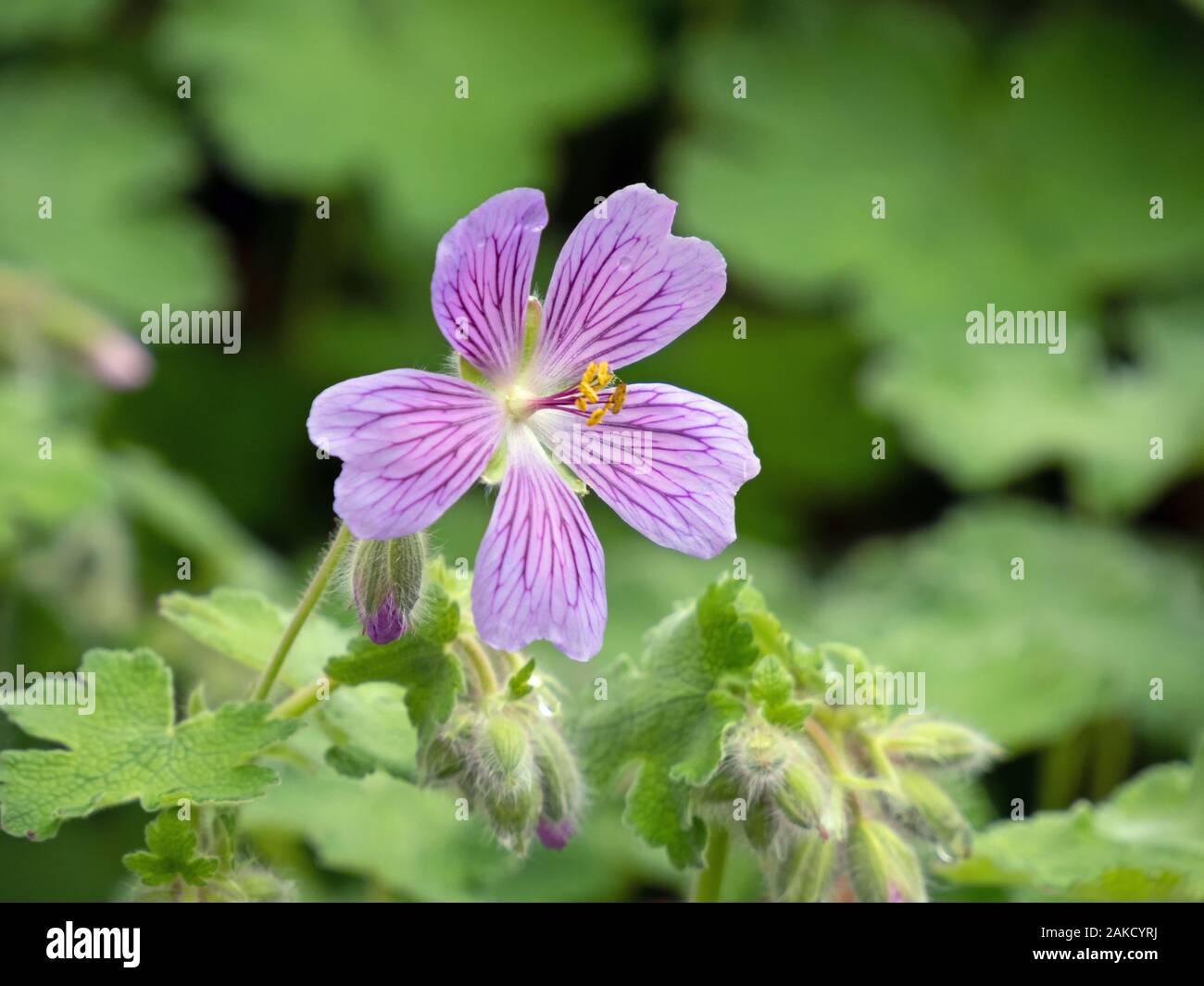 Close-up of a blooming geranium Stock Photo - Alamy