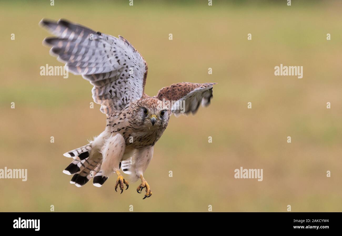 Flying kestrel about to catch prey, Worcester, UK Stock Photo - Alamy