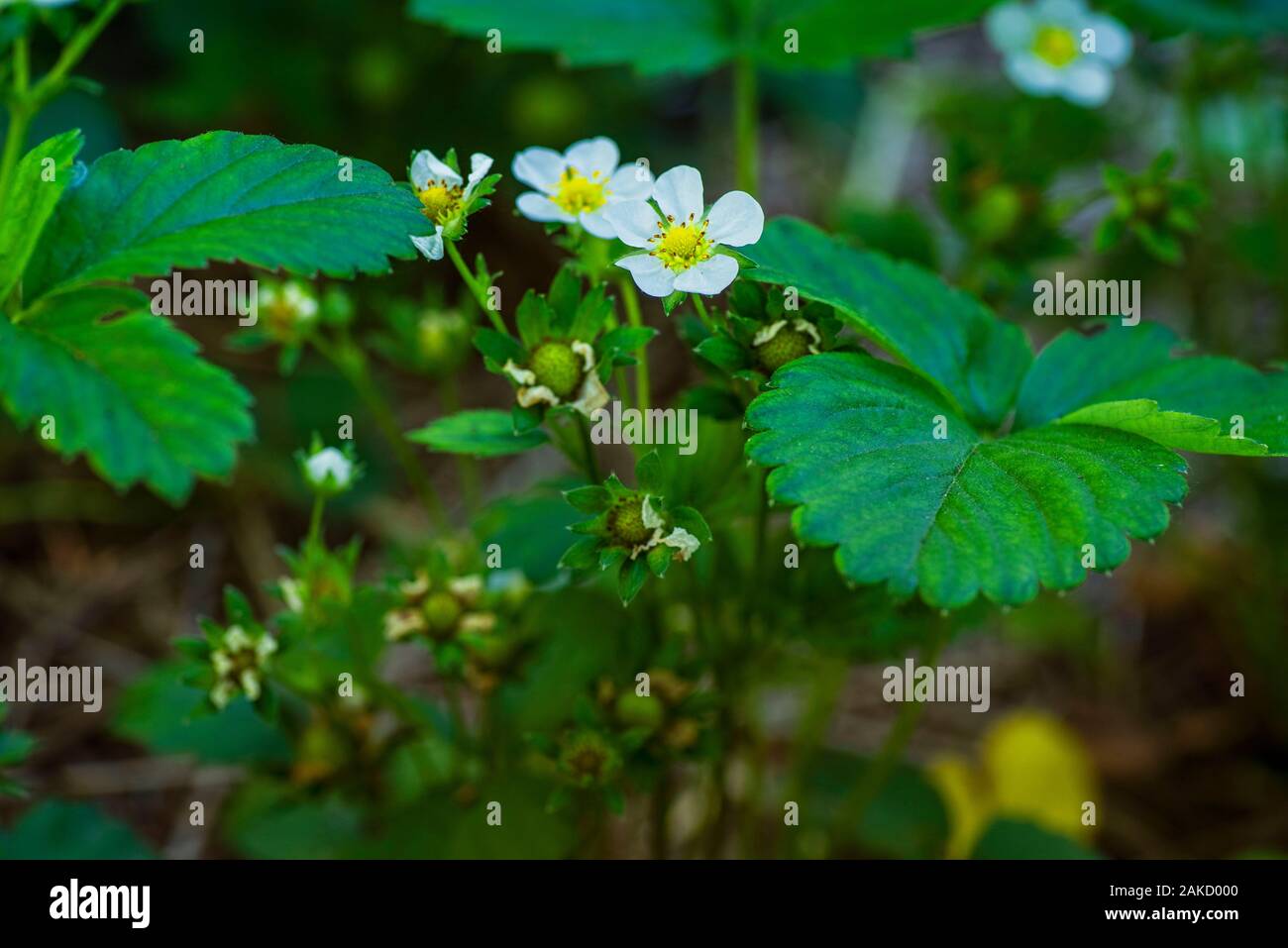 White flowers are yellow stamens strawberry.Flowering bush of wild ...