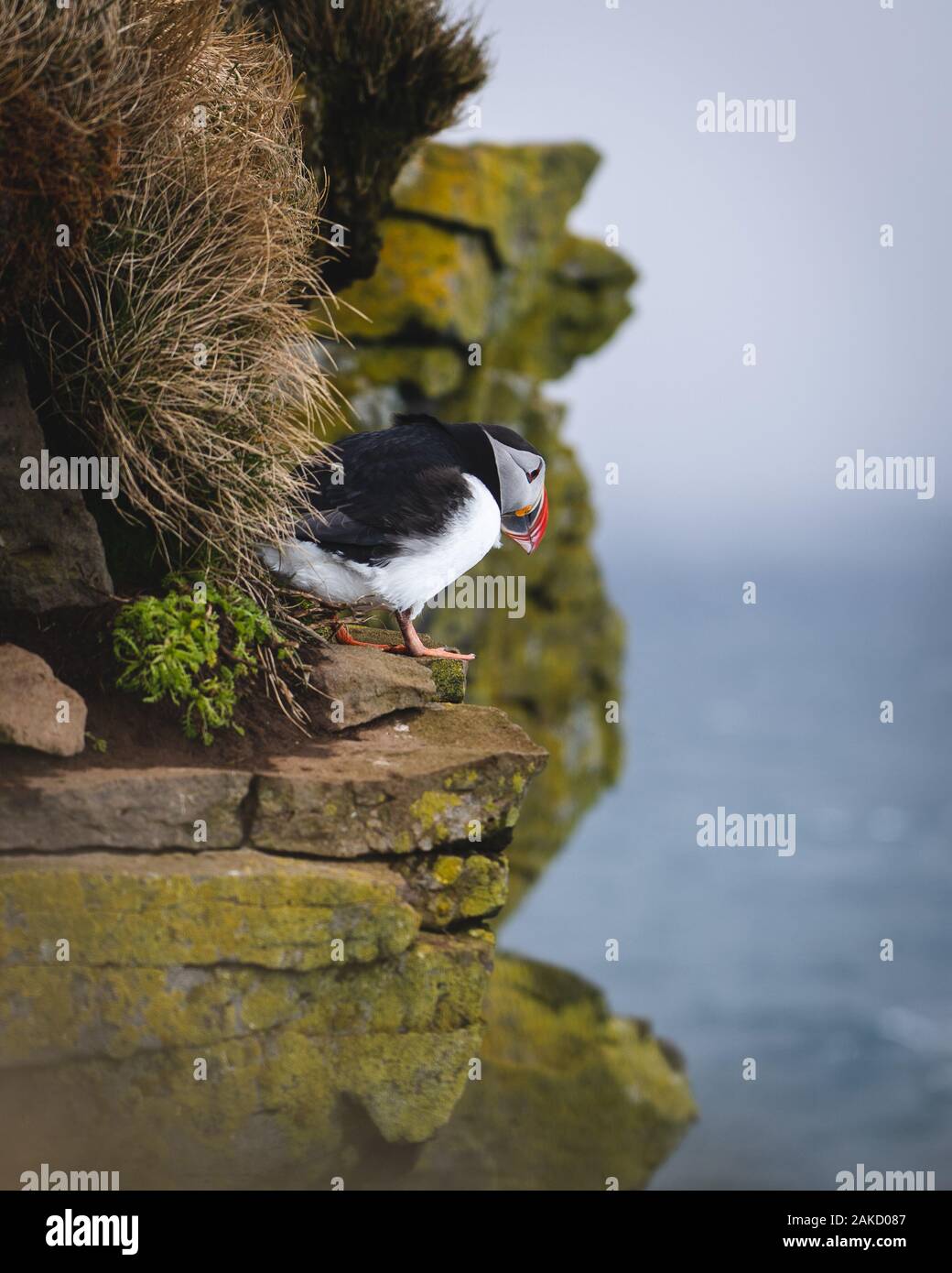 Puffin egg hi-res stock photography and images - Alamy