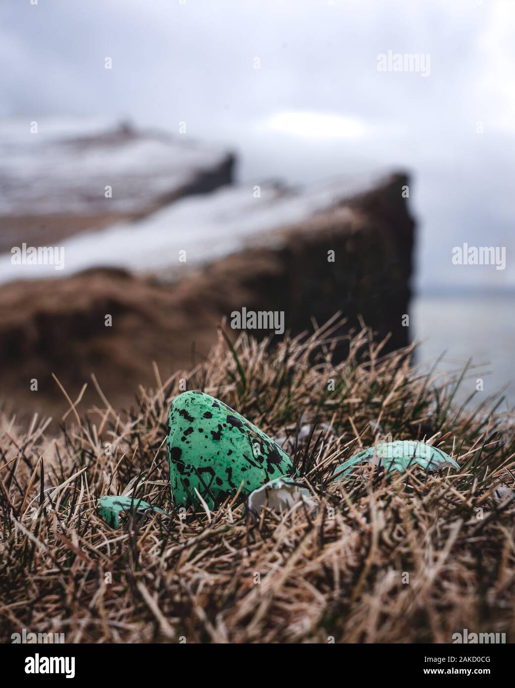 Puffin egg shell at Latrabjarg cliffs Stock Photo - Alamy