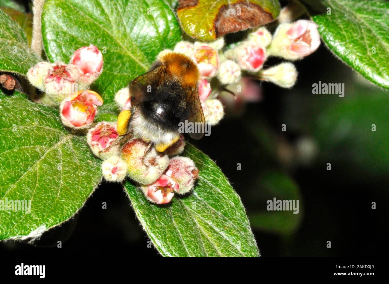 Tree bumblebee "Bombus hypnorum", widespread after arriving in UK in ...