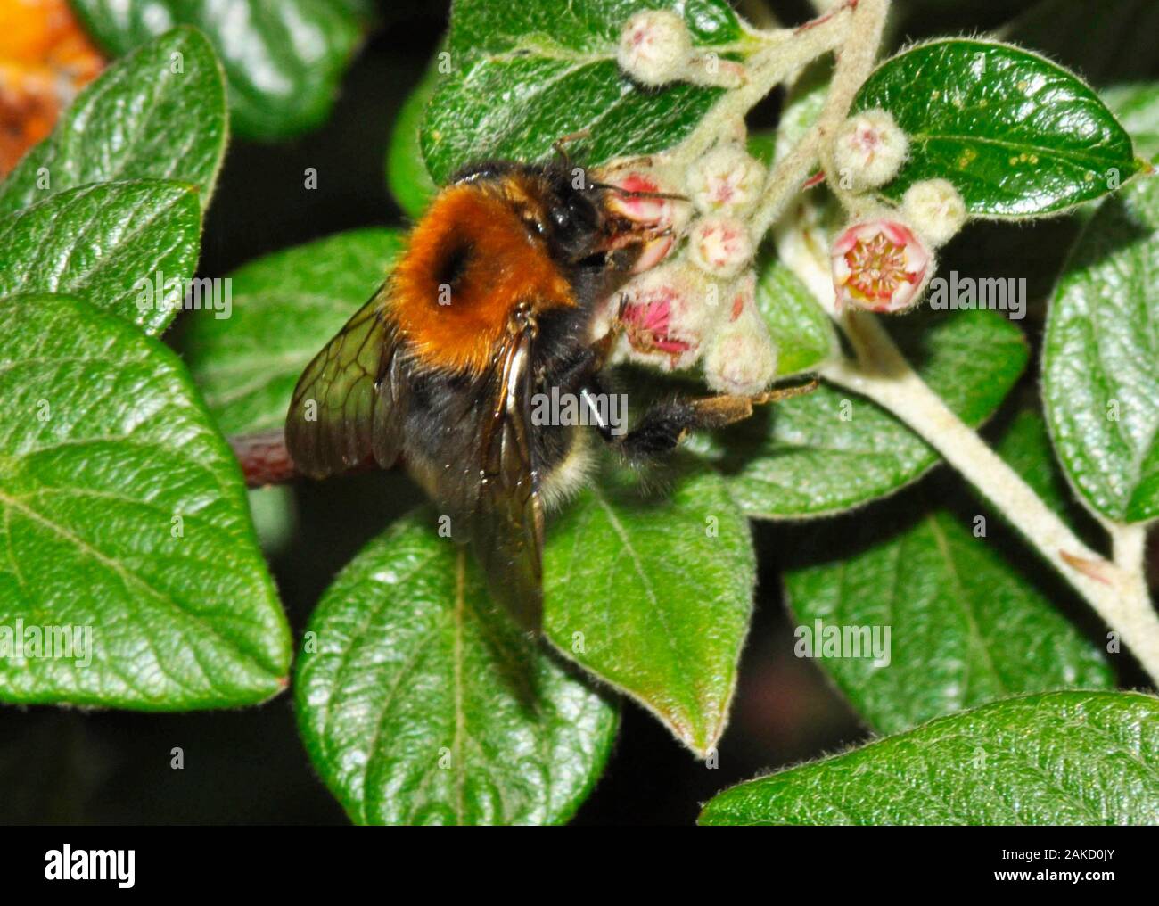 Tree bumblebee "Bombus hypnorum", widespread after arriving in UK in ...