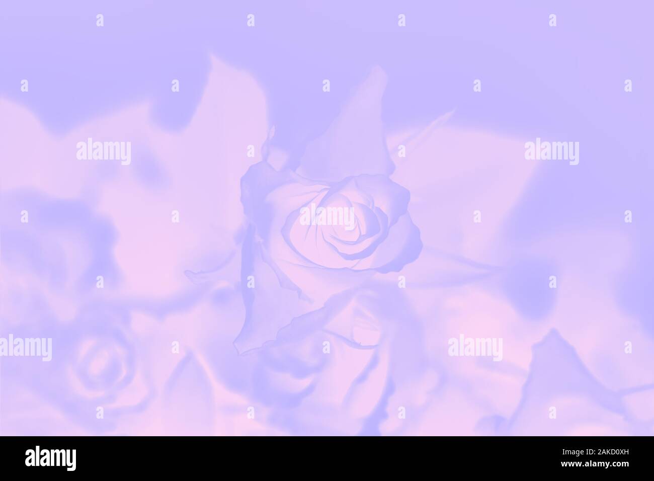 Pale violet purple gradient background, floral rose pattern Stock Photo ...