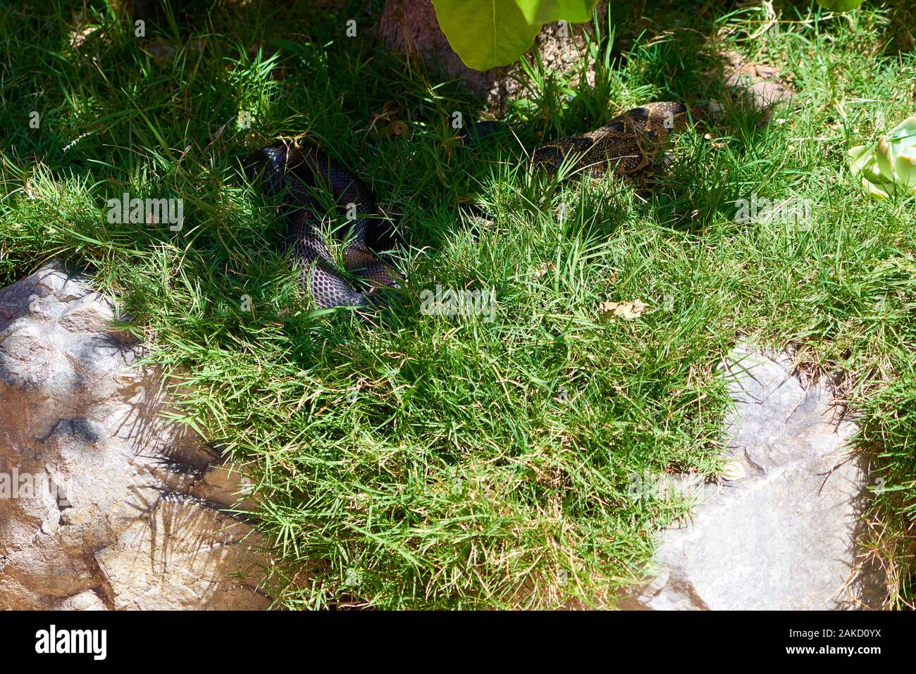 Snake sanctuary in Tsitsicama South Africa Stock Photo - Alamy