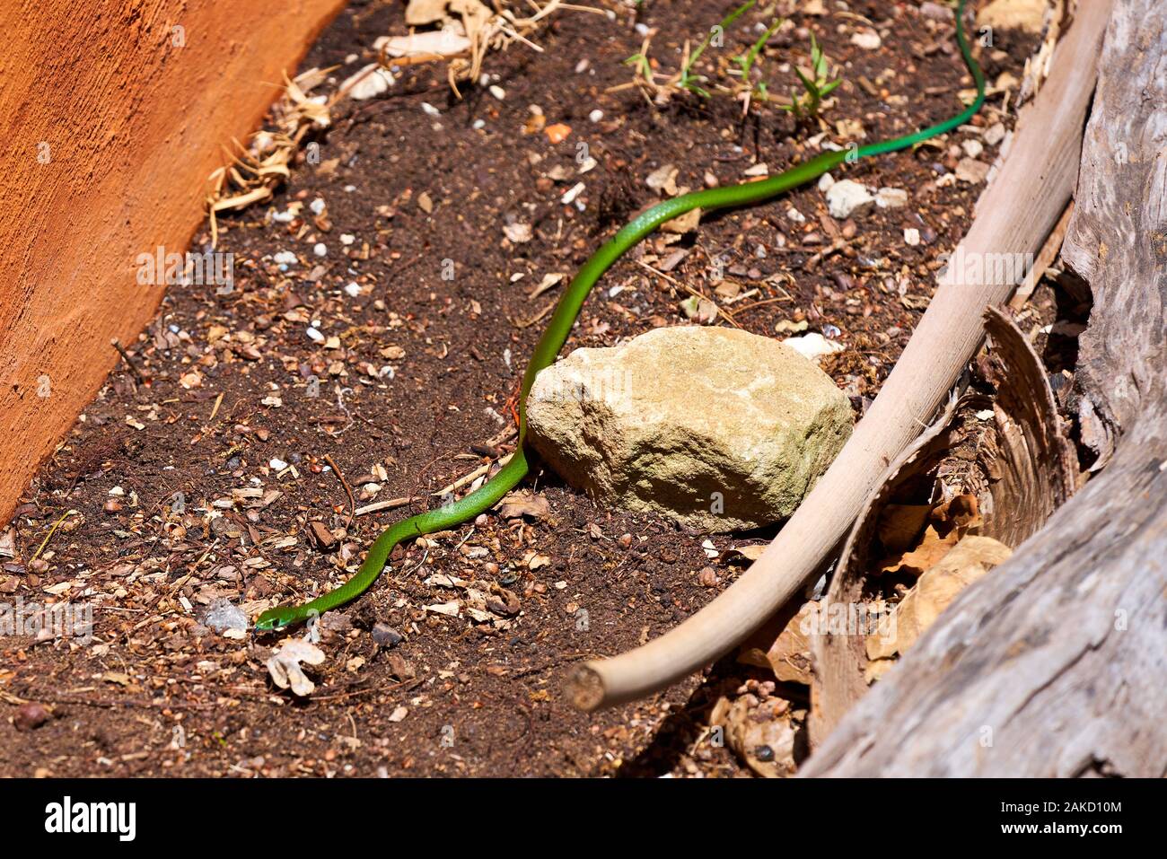 Snake sanctuary in Tsitsicama South Africa Stock Photo - Alamy