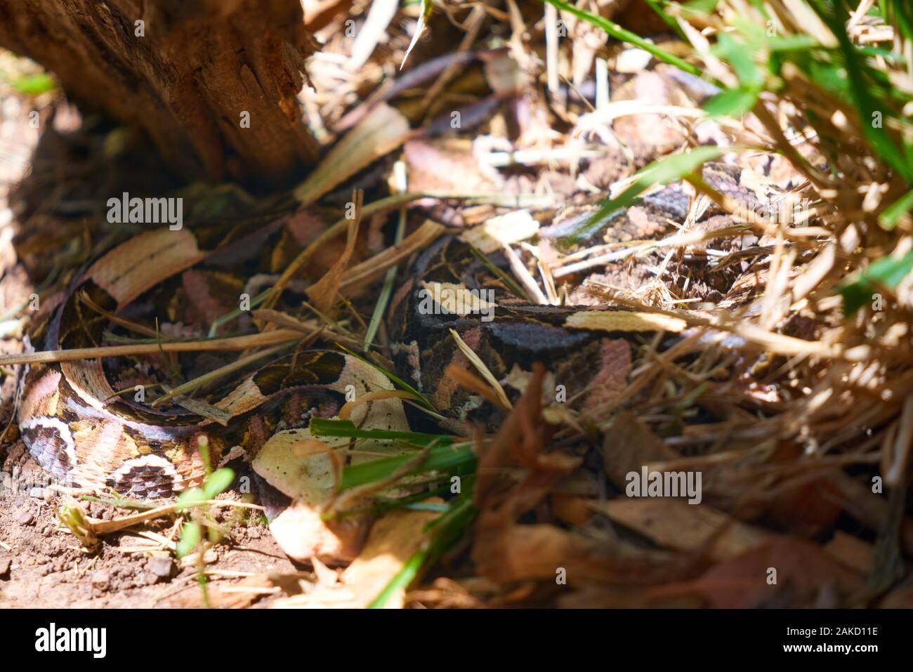 Snake sanctuary in Tsitsicama South Africa Stock Photo - Alamy