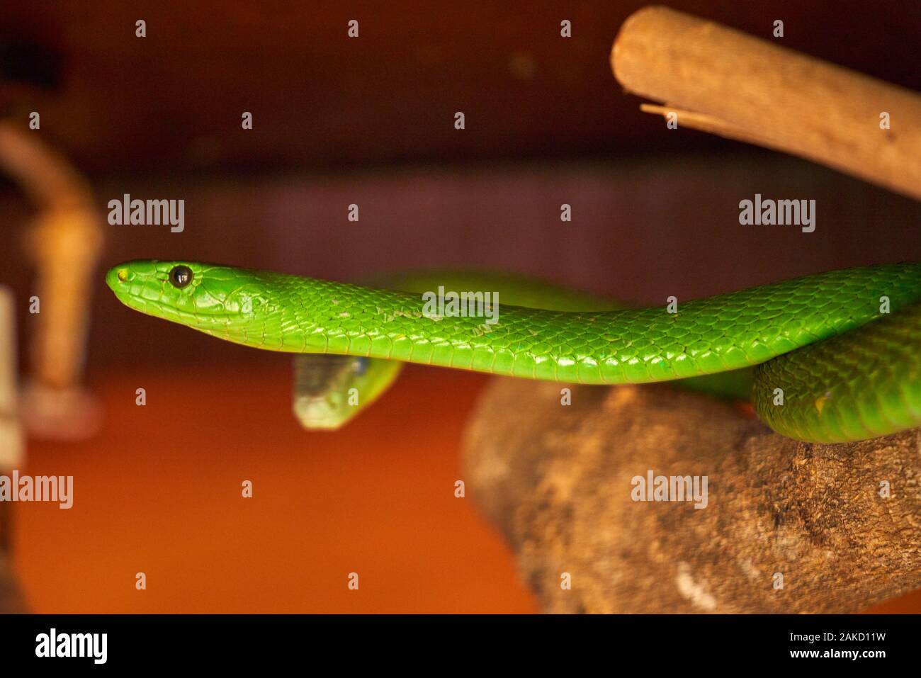 Snake sanctuary in Tsitsicama South Africa Stock Photo - Alamy